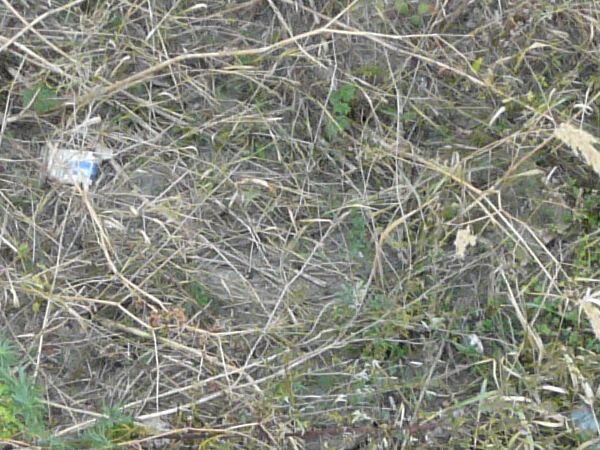 thin dried grass texture 0021 - Texturelib